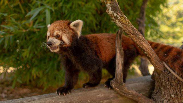 Highly endangered red pandas coming to Central Florida sanctuary