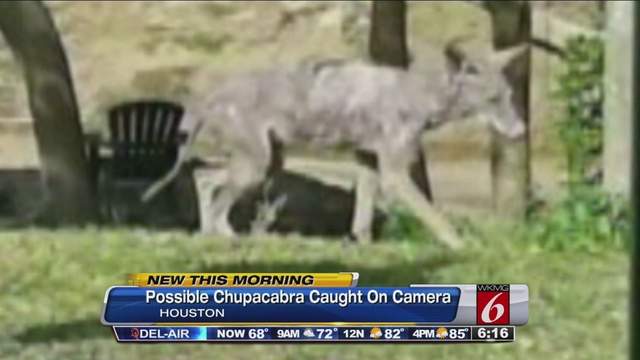 Chupacabra sighting puts neighbors on alert