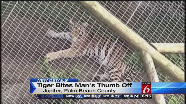Tiger bites man's thumb off at Florida wildlife sanctuary