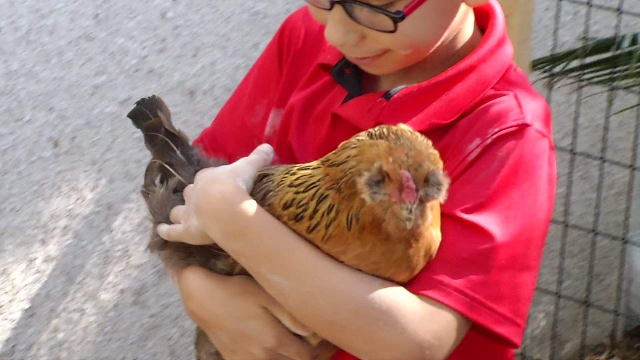 City moves to change code for emotional support chickens
